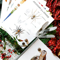 Treehouse Nature Study: Autumn, Primary Years – Treehouse Schoolhouse