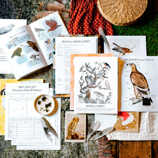 Treehouse Nature Study: Autumn, Primary Years – Treehouse Schoolhouse