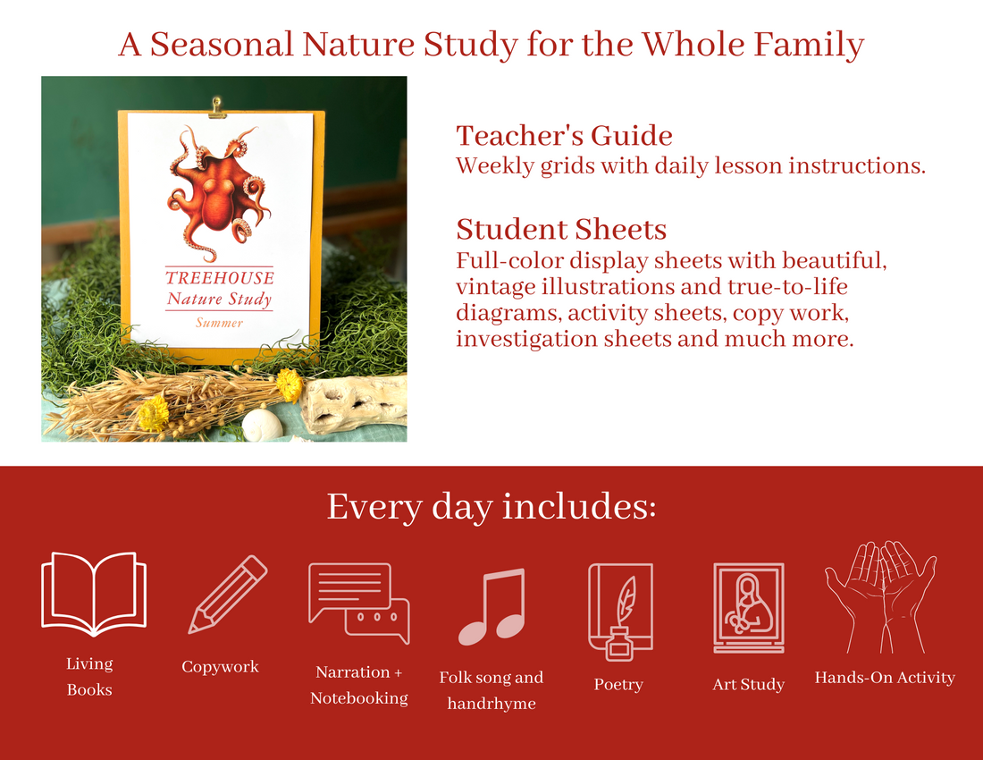 Treehouse Nature Study: Summer – Treehouse Schoolhouse