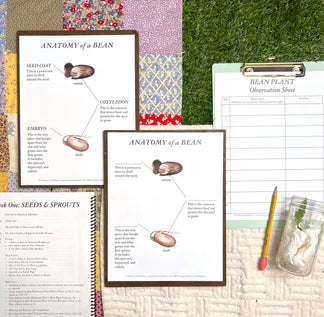 Treehouse Nature Study: Four Seasons Collection, Primary Years ...