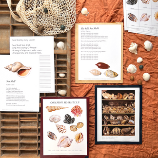 Treehouse Nature Study: Four Seasons Collection, Primary Years ...