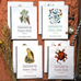 Treehouse Nature Study: Four Seasons Collection, Primary Years ...